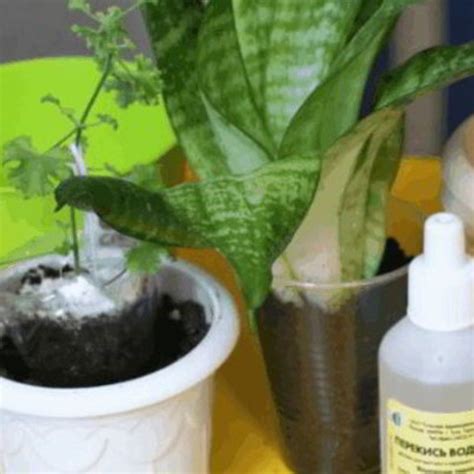 წყალბადის ზეჟანგი სახლის ყვავილებისთვის საუკეთესო ბალზამი ზამთარისთვის