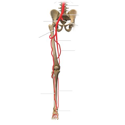 Lower Extremity Arteries Angiogram Of Right Lower Leg The Bmj