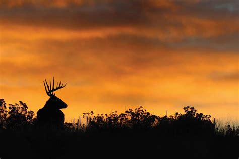 Whitetail Deer Historys Most Successful Conservation Story Bass Pro
