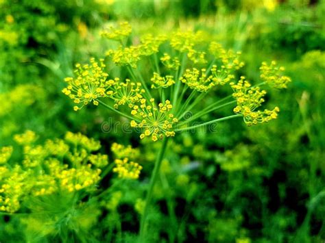 Yellow Dill Flower In Green Grass Stock Image Image Of Banks Green