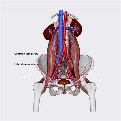 Internal Iliac Artery Female Pelvis Anatomy App