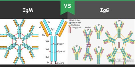 Difference Between Igm And Igg Bio Differences