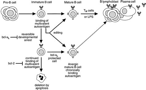 Self Reactive B Lymphocytes Overexpressing Bcl Xl Escape Negative