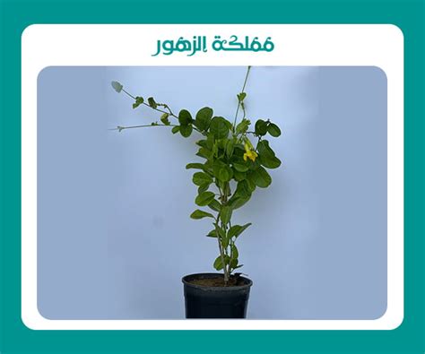 تعرف علي نباتات خارجية تتحمل الحرارة تنسيق حدائق الرياض