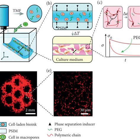 Encapsulation Techniques For Improving Stem Cell Viability A