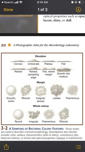 Bacterial Colony Morphology Flashcards Quizlet