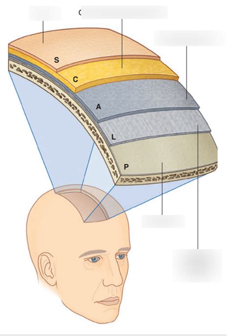 Diagram Of Scalp Quizlet