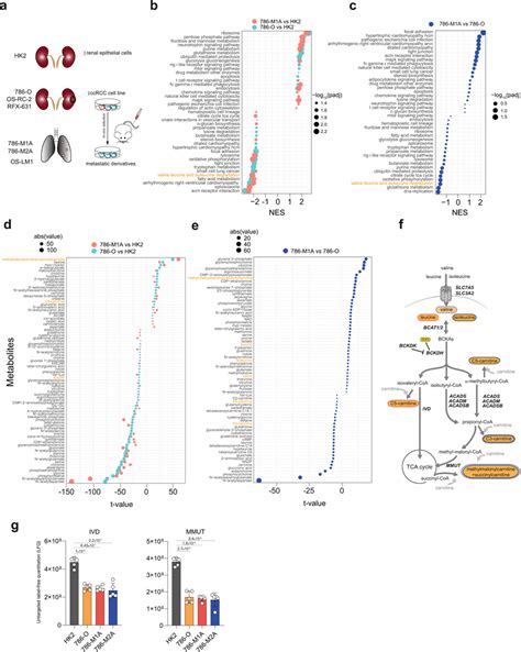 Regulation Of BCAA Catabolism In A Cellular Model System For Renal