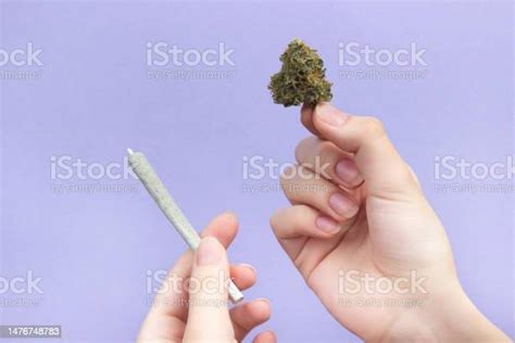 자연 손톱을 가진 여성의 손에는 손가락으로 의료용 마리화나의 마른 새싹이 있고 다른 손에는 밝은 보라색 배경에 대마초 관절이