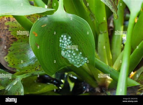Eggs Of The Blue Sided Leaf Frog Laid On The Underside Of A Leaf Over A
