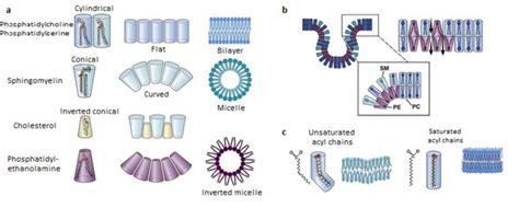 The Influence Of Lipid Chemical Structure On Membrane Curvature A