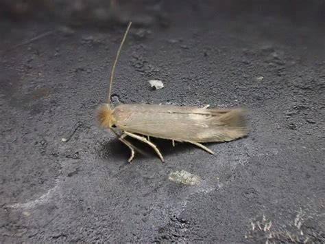 Bucculatrix Cristatella Kent Moths