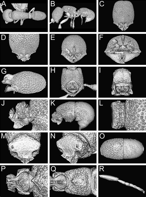 Revision Of The Highly Specialized Ant Genus Discothyrea Hymenoptera