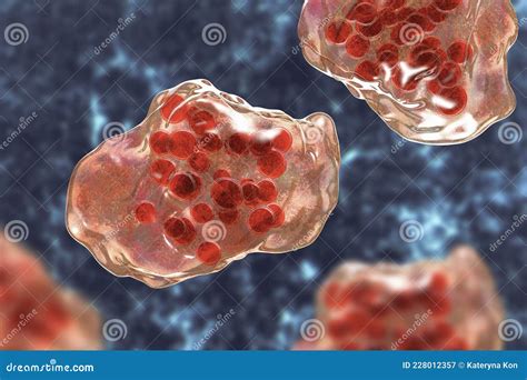 Giant Multinucleated Cells Stock Illustration Illustration Of Medical