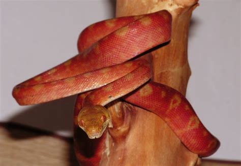 Corallus Hortulanus
