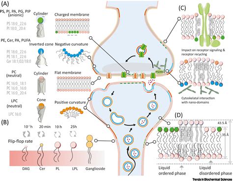 Synaptoneurolipidomics Lipidomics In The Study Of Synaptic Function