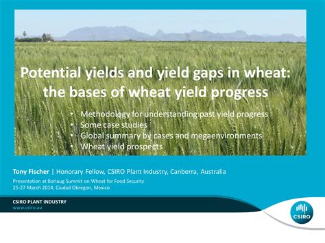 Potential Yields And Yield Gaps In Wheat The Bases Of Wheat Yield