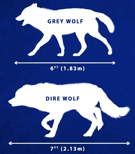 Has The Dire Wolf Been Brought Back To Life Heres What We Know