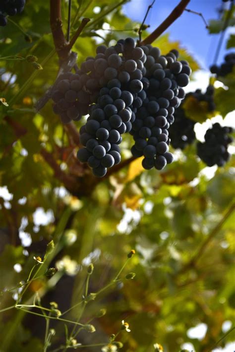 自然醒 Wineup 最專業的wset品酒證照教學