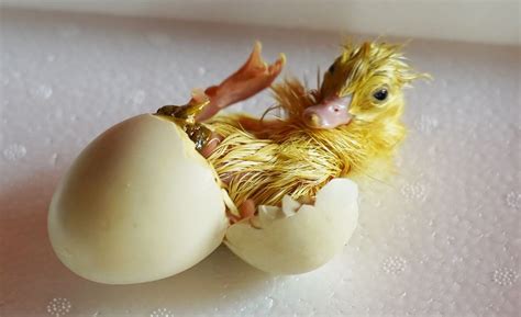 Duck Egg Incubation How To Hatch Duck Eggs Via A Mama Duck Or