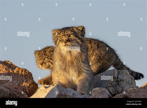 Mongolia East Mongolia Steppe Area Pallass Cat Otocolobus Manul