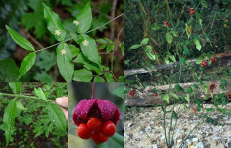 Eudicot Flashcards Quizlet