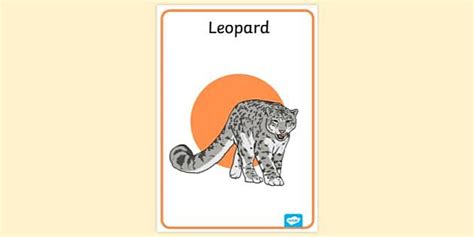 Leopard Poster Display Posters Primary Resources