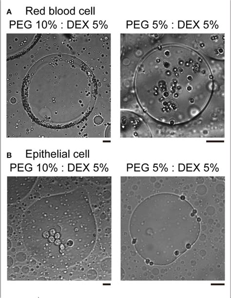 Figure 1 From Aqueousaqueous Micro Phase Separation Construction Of