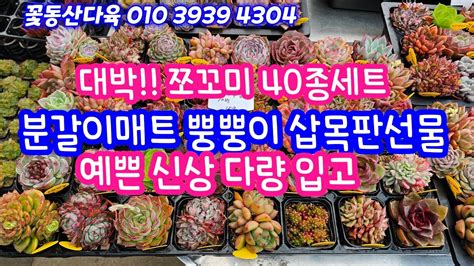 24213 대박 쪼꼬미40종세트 선물도 대박🌼 예쁜신상 다량입고🌼 쪼꼬미는 역시 꽃동산다육 010 3939 4304 전국택배가능 유료광고포함 Youtube