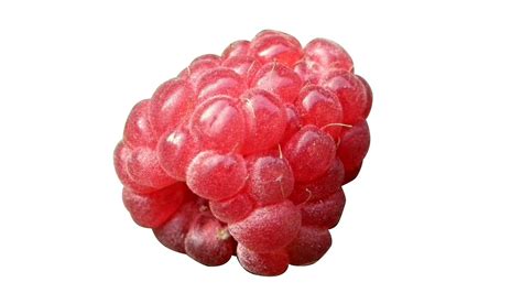 Wallpapers Plant White Raspberry 1920x1080 Full Hd From Chappie