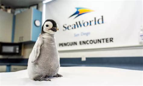 Kelahiran Penguin Kaisar Yang Mencemaskan