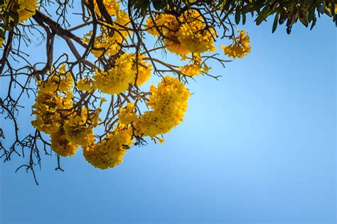 노란색 꽃은 트럼펫 트리 텍스트에 대 한 푸른 하늘 배경 및 복사 공간에 Tabebuia Aurea 라고도 카리브 트럼펫 나무