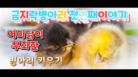 병아리 키우기 청계닭 금지락 자연부화 육추시설 Youtube