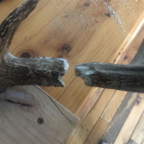 How To Restore Broken Deer Antlers