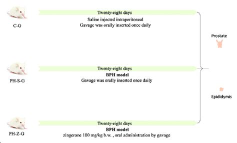 Schematic Representative Of Experimental Study Rats Are Divided Into 3