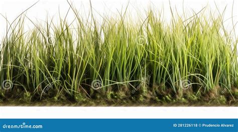 Front View Of Grass Or Lawn Isolated On White Stock Illustration Illustration Of Spring