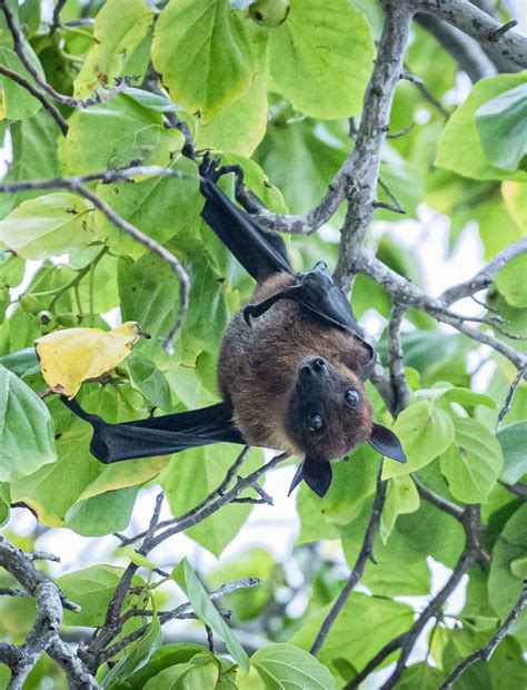 Small Flying Fox Wise