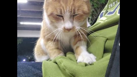 건국대학교 고양이 만쥬 1 Youtube