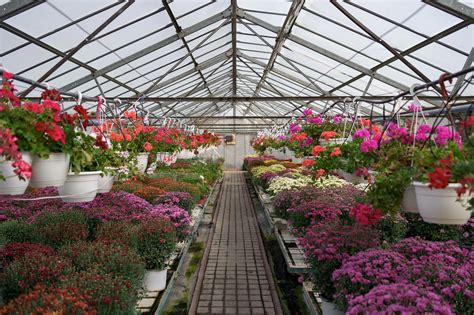 How Does A Greenhouse Works Complete Guide On Greenhouse