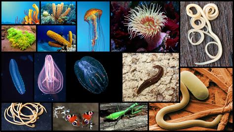 Non Chordates An In Depth Comprehensive Exploration