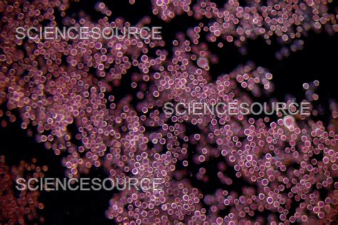 Photograph Porphyridium Sp Red Algae Lm Science Source Images