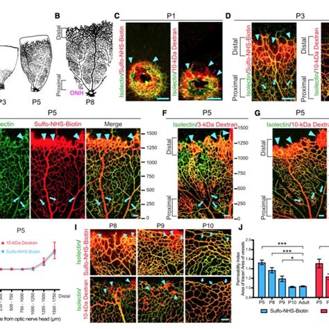 Neurovascular Unit Of The Retina In Nondiabetic And Diabetic