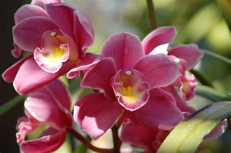 Orchids | Beautiful orchids, Orchid images, Trees to plant