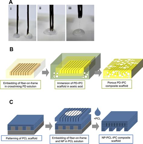Video Composite Scaffolds Of Interfacial Polyelectrolyte Fibers For Temporally Controlled