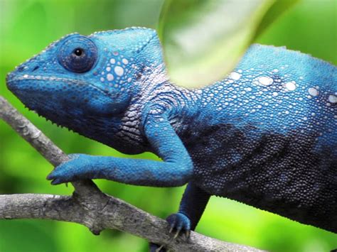 Real Colorful Chameleon