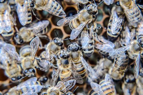 Premium Photo Macro Photograph Of Bees Dance Of The Honey Bee Bees In