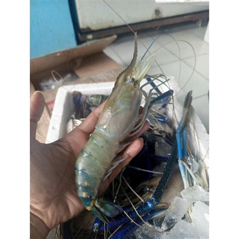 Jual Udang Galah Size Super Jumbo Udang Galah Ukuran 4 7ekor Per Kg