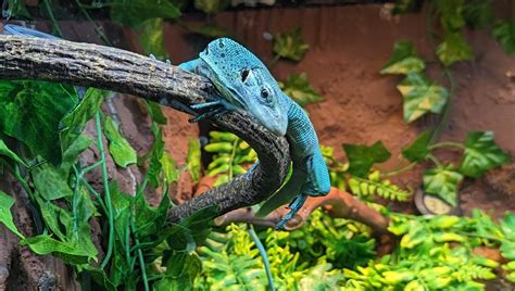 My 7 8mo Old Tree Monitors Ajax And Esme Rmonitorlizards