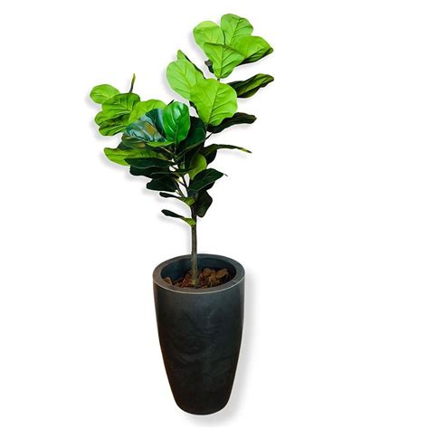 Planta Artificial Ficus Lyrata Verde Com Vaso De Decoração Agiani Shop