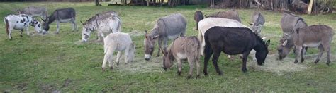 Mini Anes Anes Miniatures élevés En Normandie